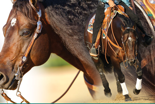 Select Breeders Services - Bob Loomis Quarter Horses