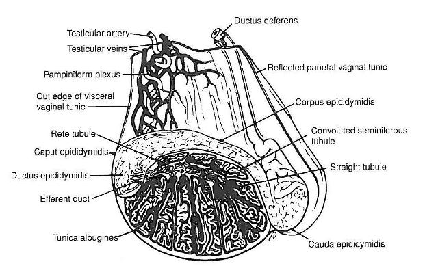 Select Breeders Services - Harvesting and Freezing of Equine Epididymal ...
