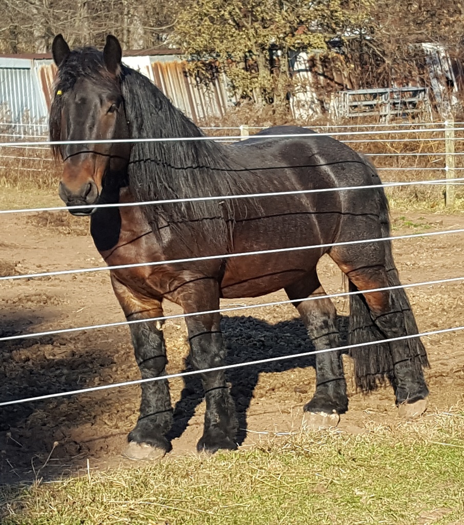 Select Breeders Services - Riley