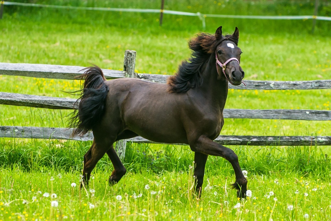 Select Breeders Services - Three Fold H-Aragorn Anarchy