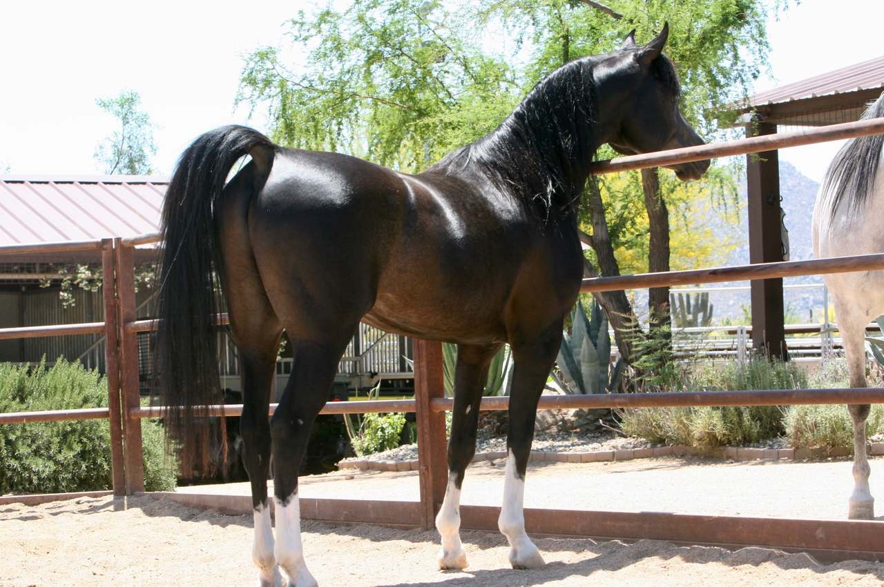 Select Breeders Services - AZ CHROMIUM