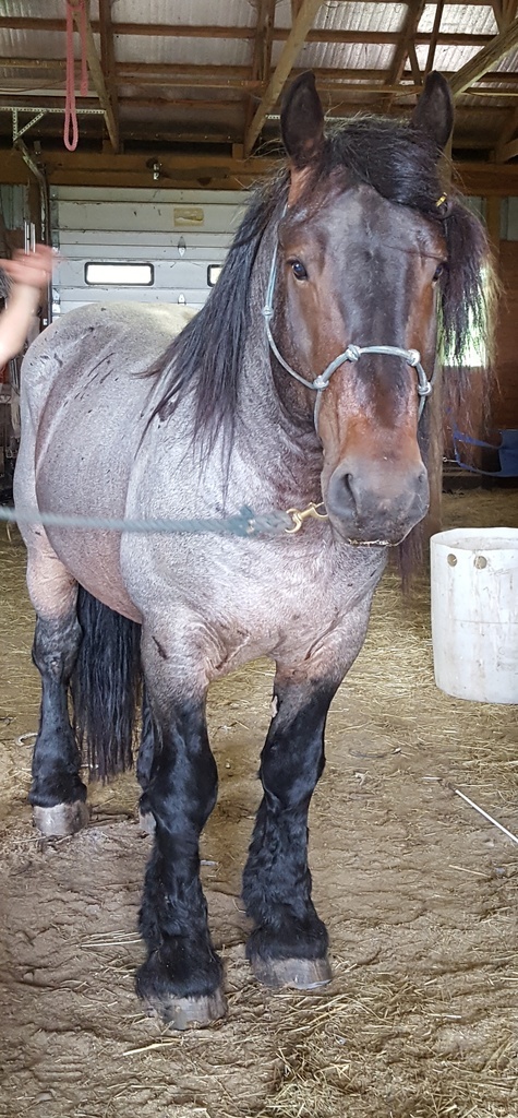 Select Breeders Services - Riley