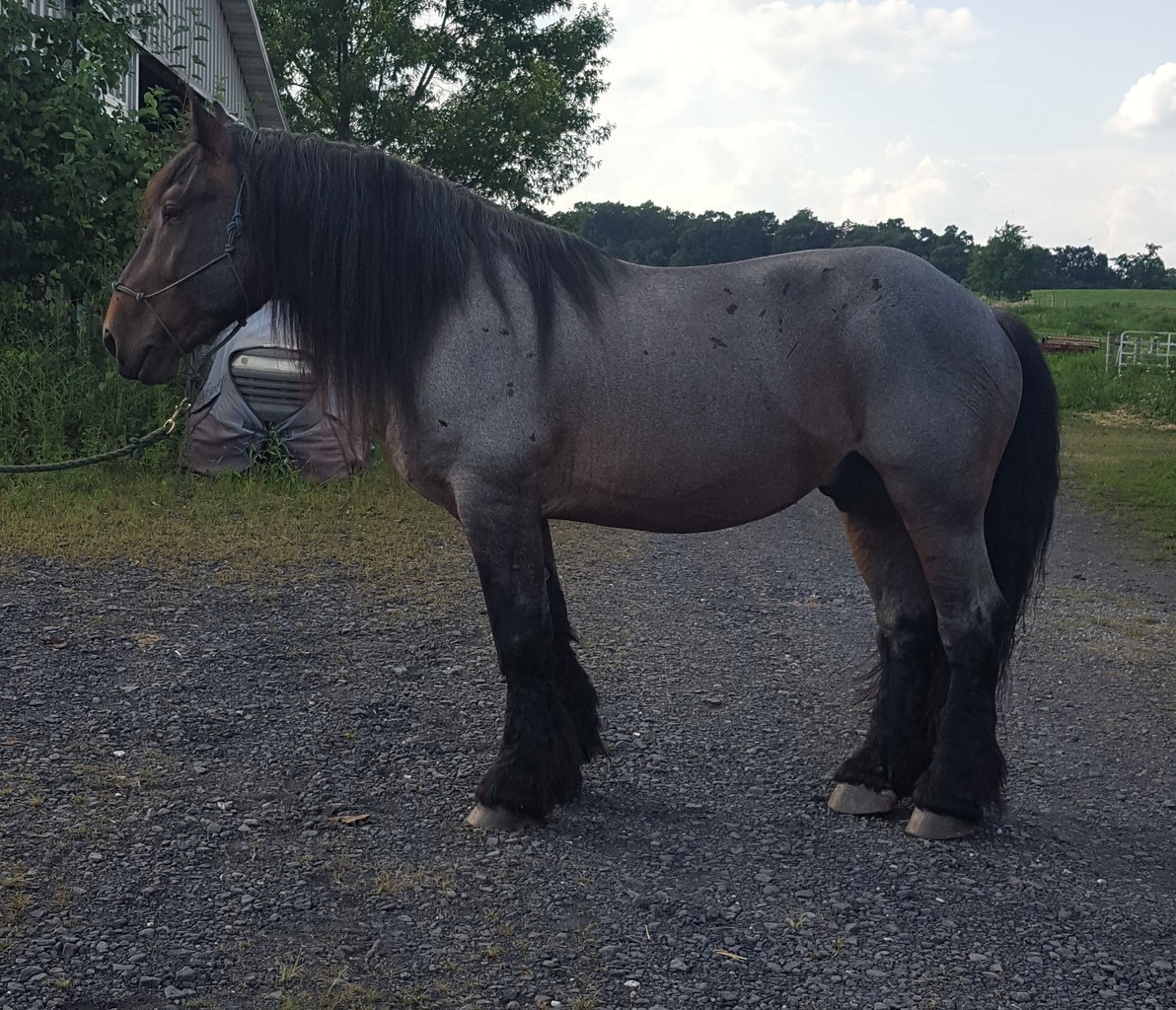 Select Breeders Services - Riley