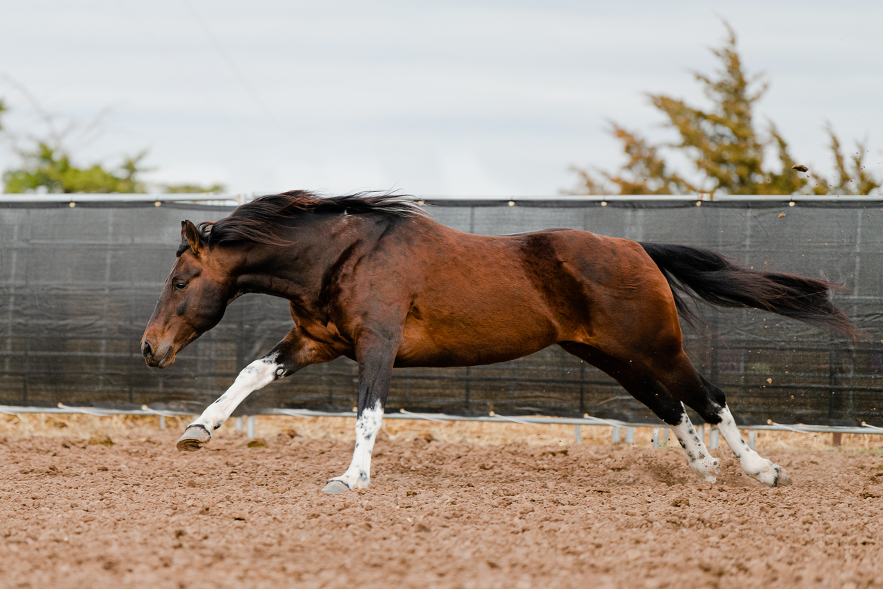Select Breeders Services - Color Proof