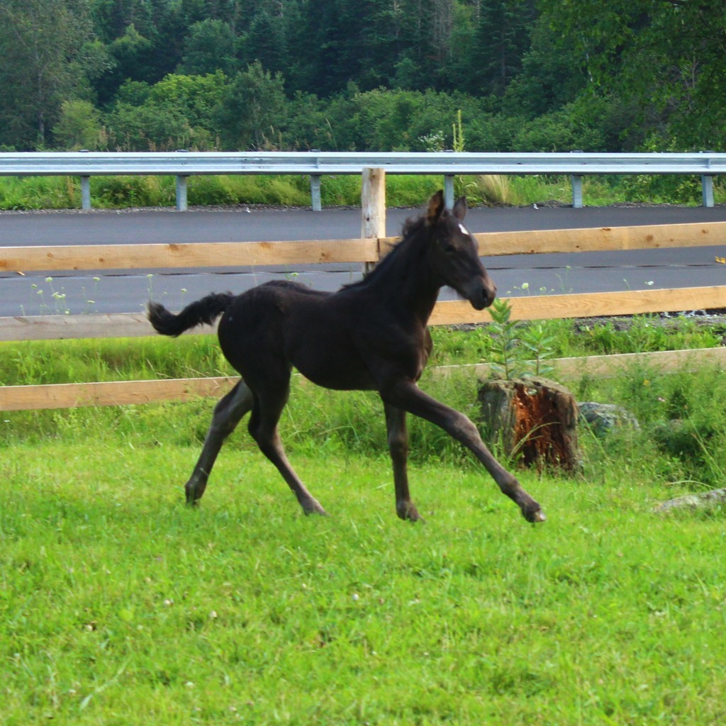 Select Breeders Services - Three Fold H-Aragorn Anarchy